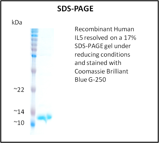 Recombinant Human IL5 (E. coli) | Applied Biological Materials Inc.