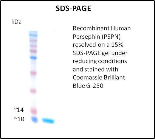Recombinant Human Persephin (PSPN) (E. coli) | Applied Biological ...