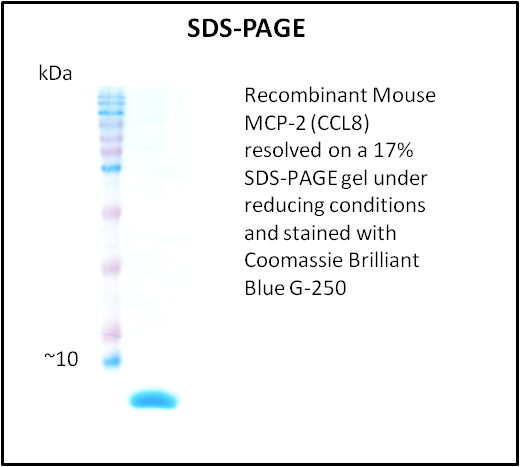 Recombinant Mouse MCP-2 (CCL8) (E. coli) | Applied Biological Materials ...