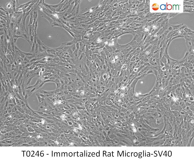 Immortalized Rat Microglia - SV40 | Applied Biological Materials Inc.