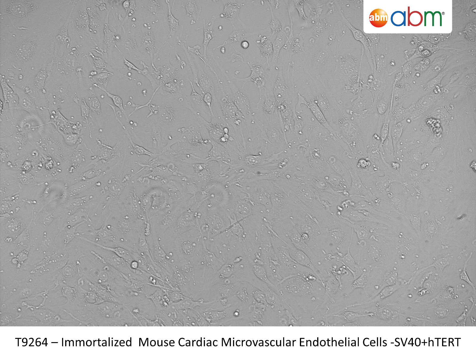 Immortalized Mouse Cardiac Microvascular Endothelial Cells - SV40 ...